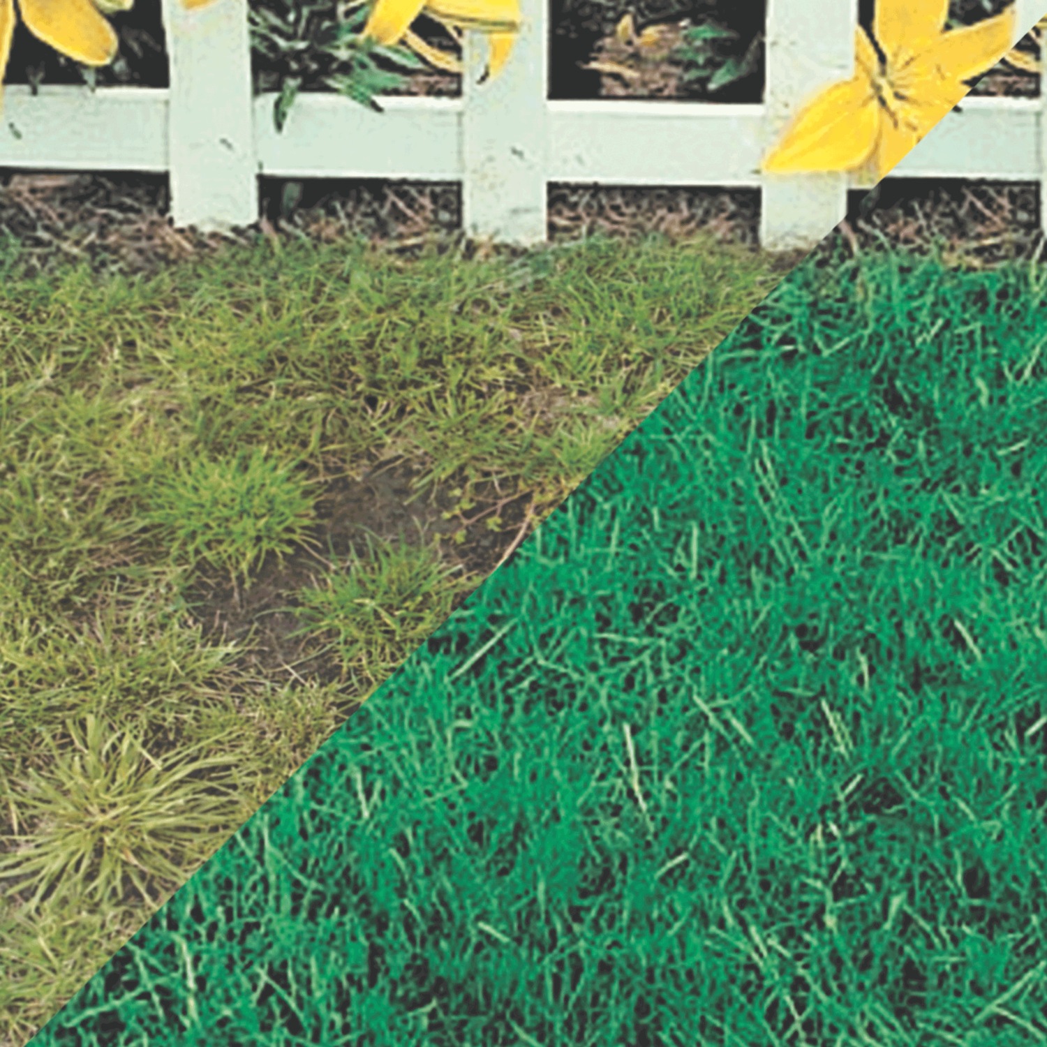 Canada Green™ Grass | Seventh Avenue
